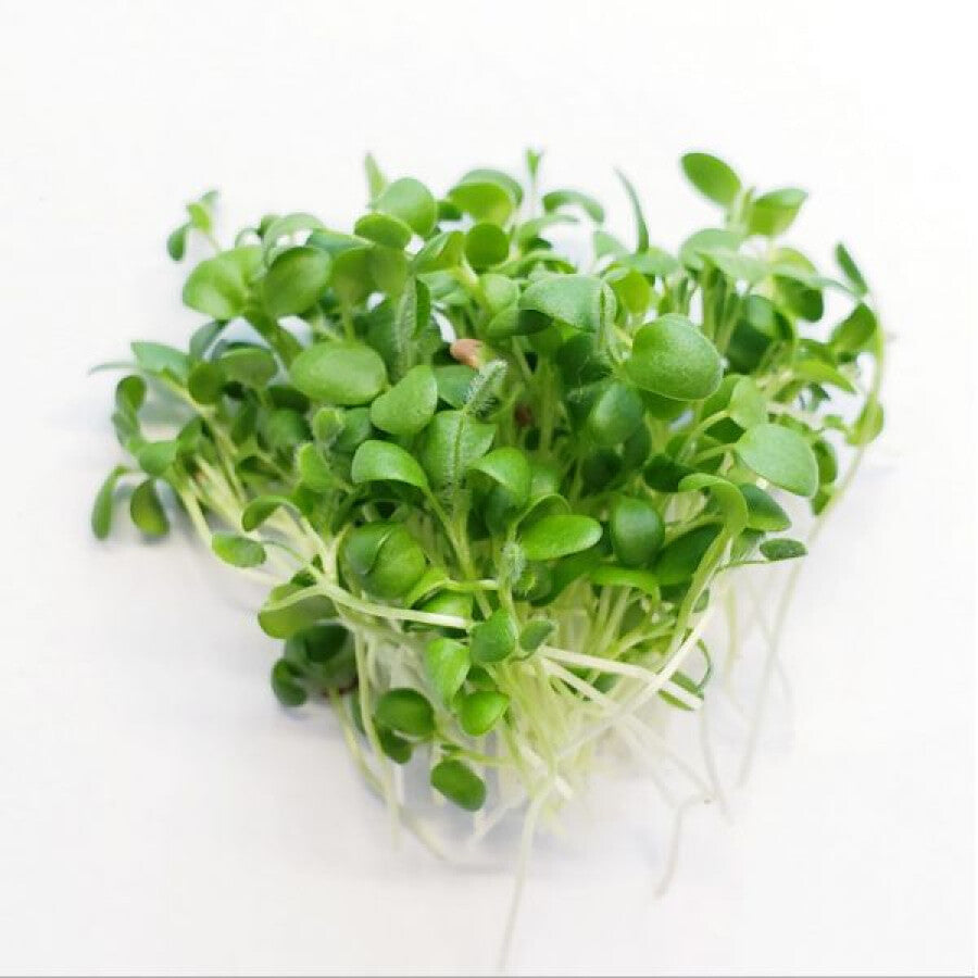 Clover Microgreens - Fresh Aisle - Fresh Aisle