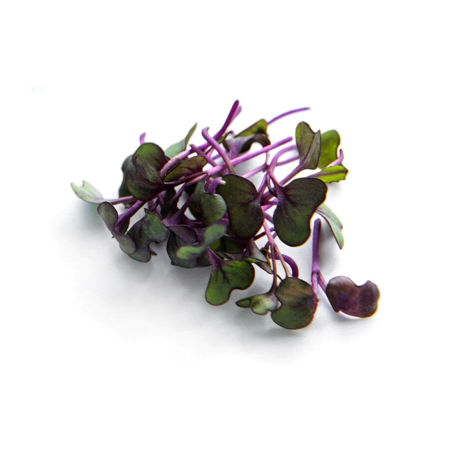 Purple Basil Microgreens - Fresh Aisle - Fresh Aisle