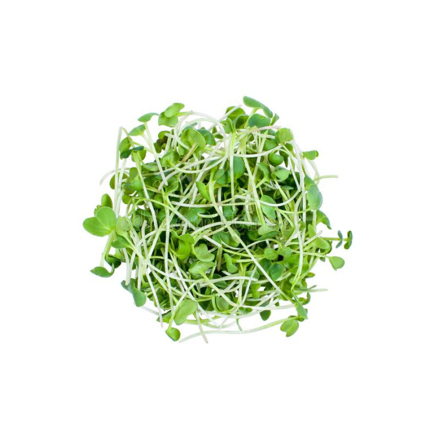 Turnip Microgreens - Fresh Aisle - Fresh Aisle